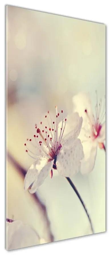 Wallmuralia Foto obraz sklo tvrzené Květy višně 50x125 cm