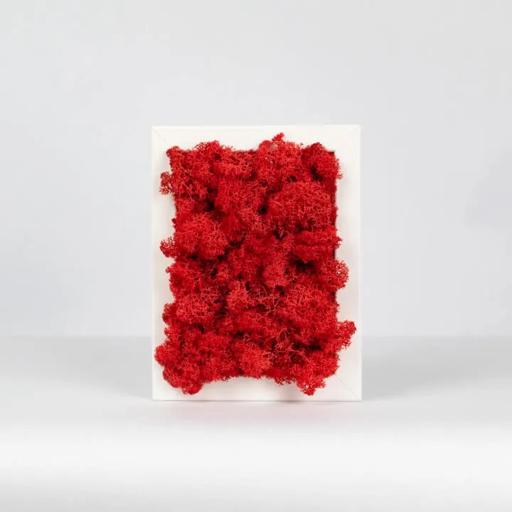 Mechový obraz | 18x13 cm | červený - bílý rám