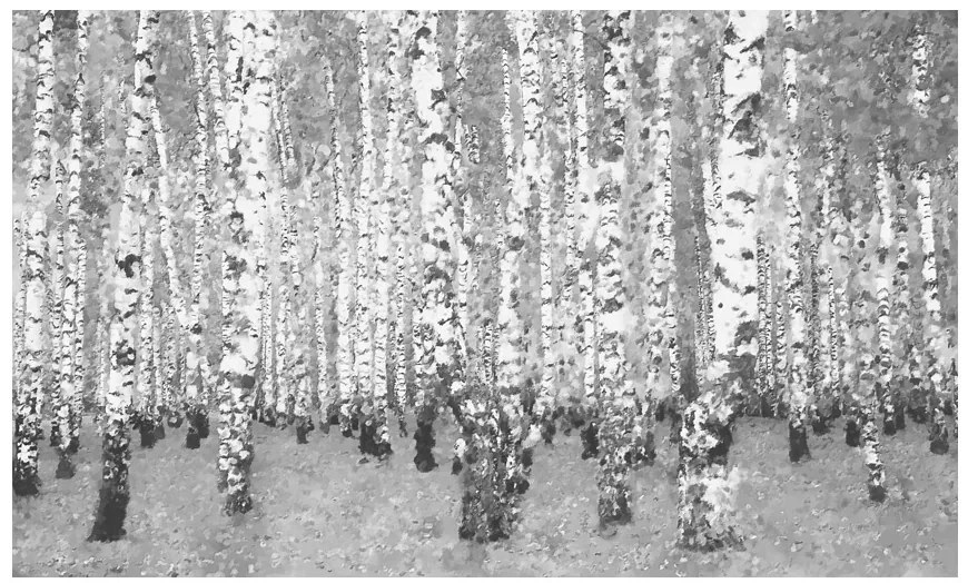 Fototapeta - Birch seclusion