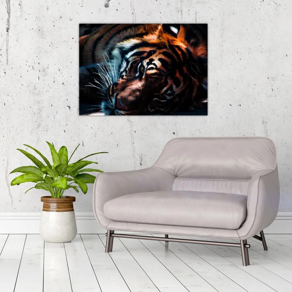 Obraz ležícího tygra (70x50 cm)