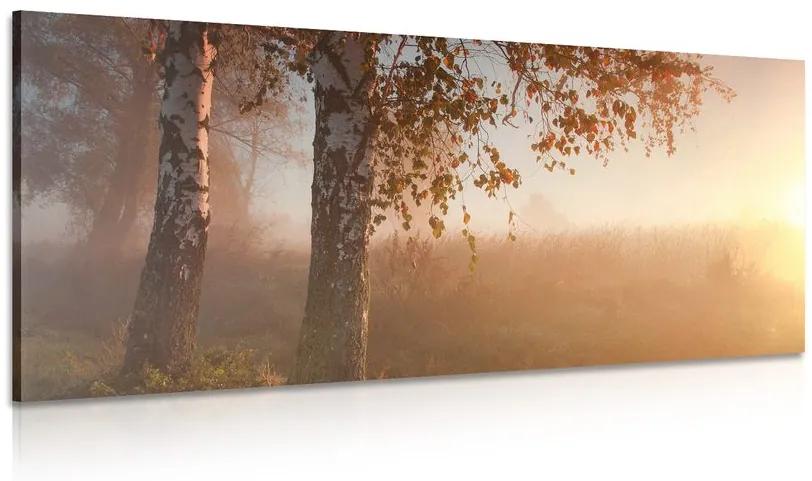 Obraz mlhavý podzimní les Varianta: 100x50