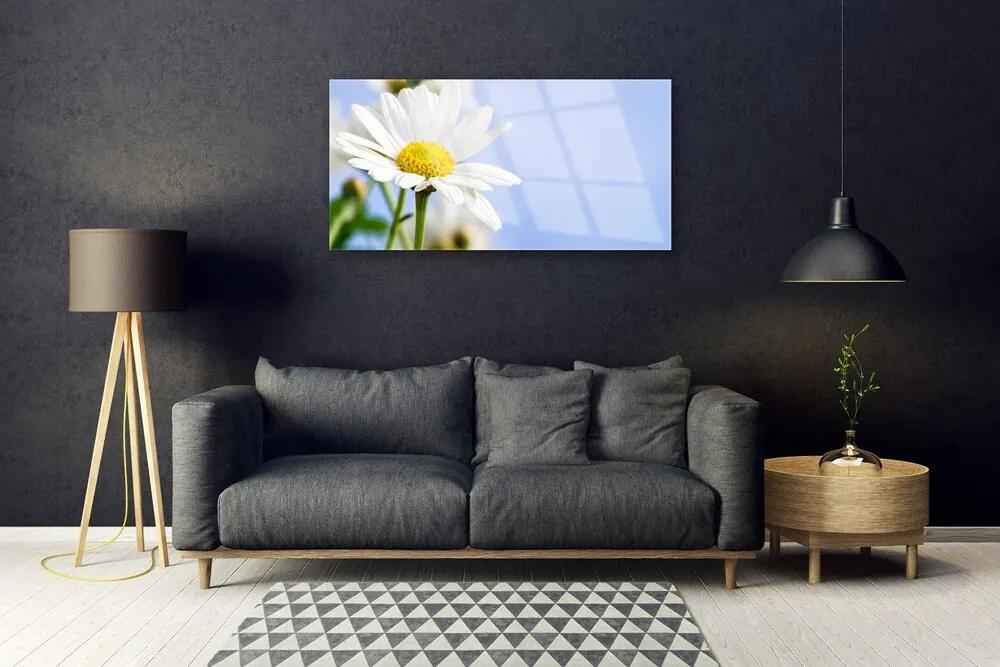 Obraz na skle Sedmikráska Rostlina Příroda 125x50 cm