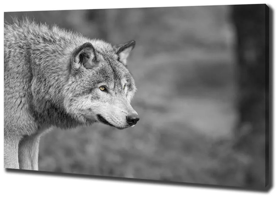 Wallmuralia Foto obraz canvas Šedý vlk 100x70 cm
