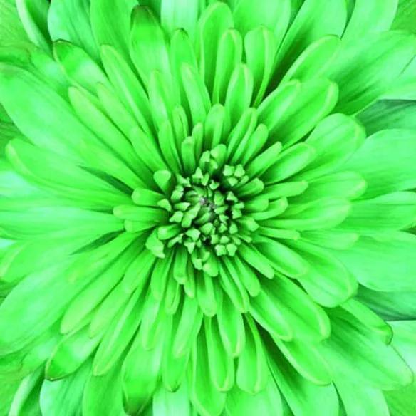 Obraz na skle - Zelená chryzantéma (1)