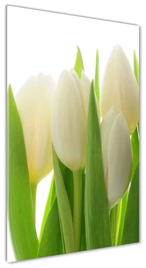 Wallmuralia Foto obraz fotografie na skle Bílé tulipány 60x120 cm