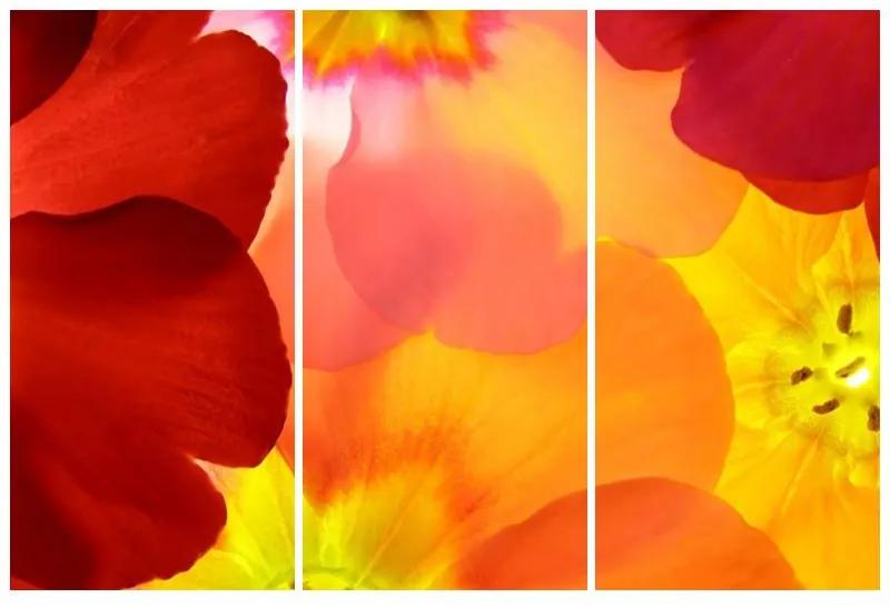 Obraz lístků květů  (120x80 cm), 40 dalších rozměrů