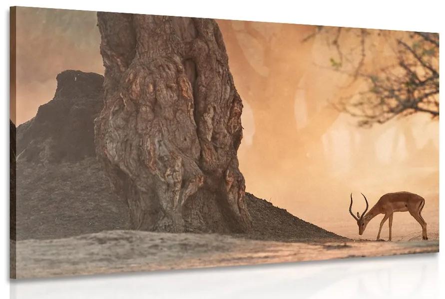 Obraz africká antilopa Varianta: 90x60