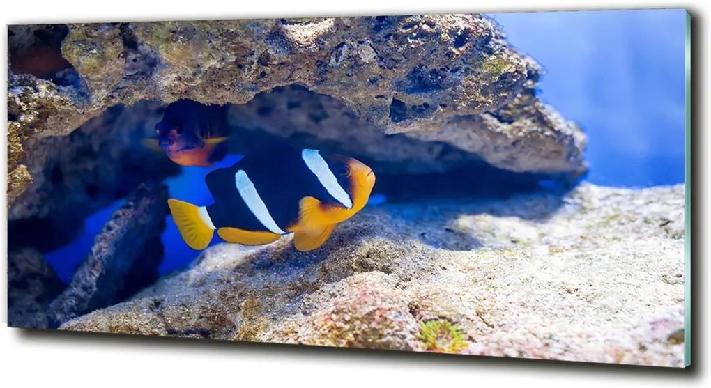 Foto obraz sklo tvrzené Tropická ryba