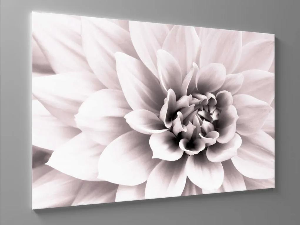 Liox Obraz bílá květina jiřina Rozměr: 60 x 40 cm