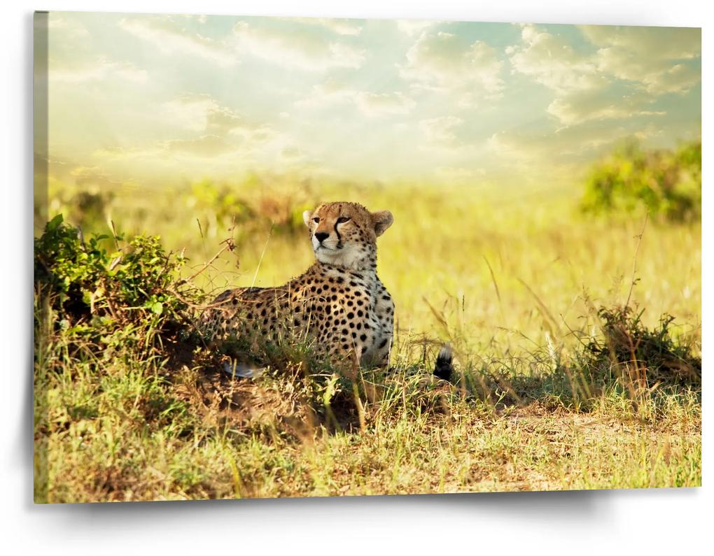 Obraz SABLIO - Gepard 150x110 cm