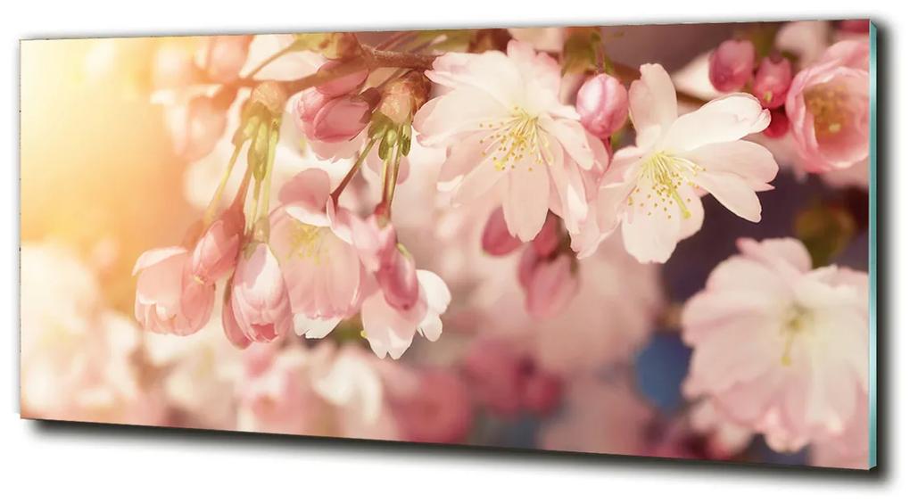 Foto obraz sklo tvrzené Květy višně