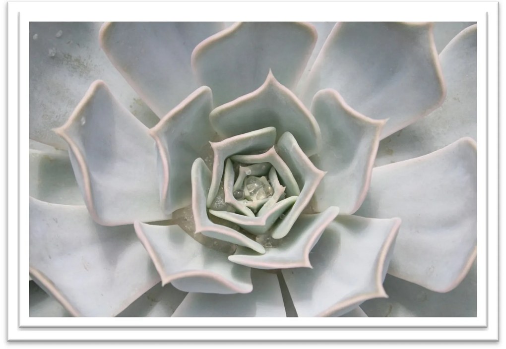 Bondecor Obraz v rámu "Succulent 2" 73x53cm