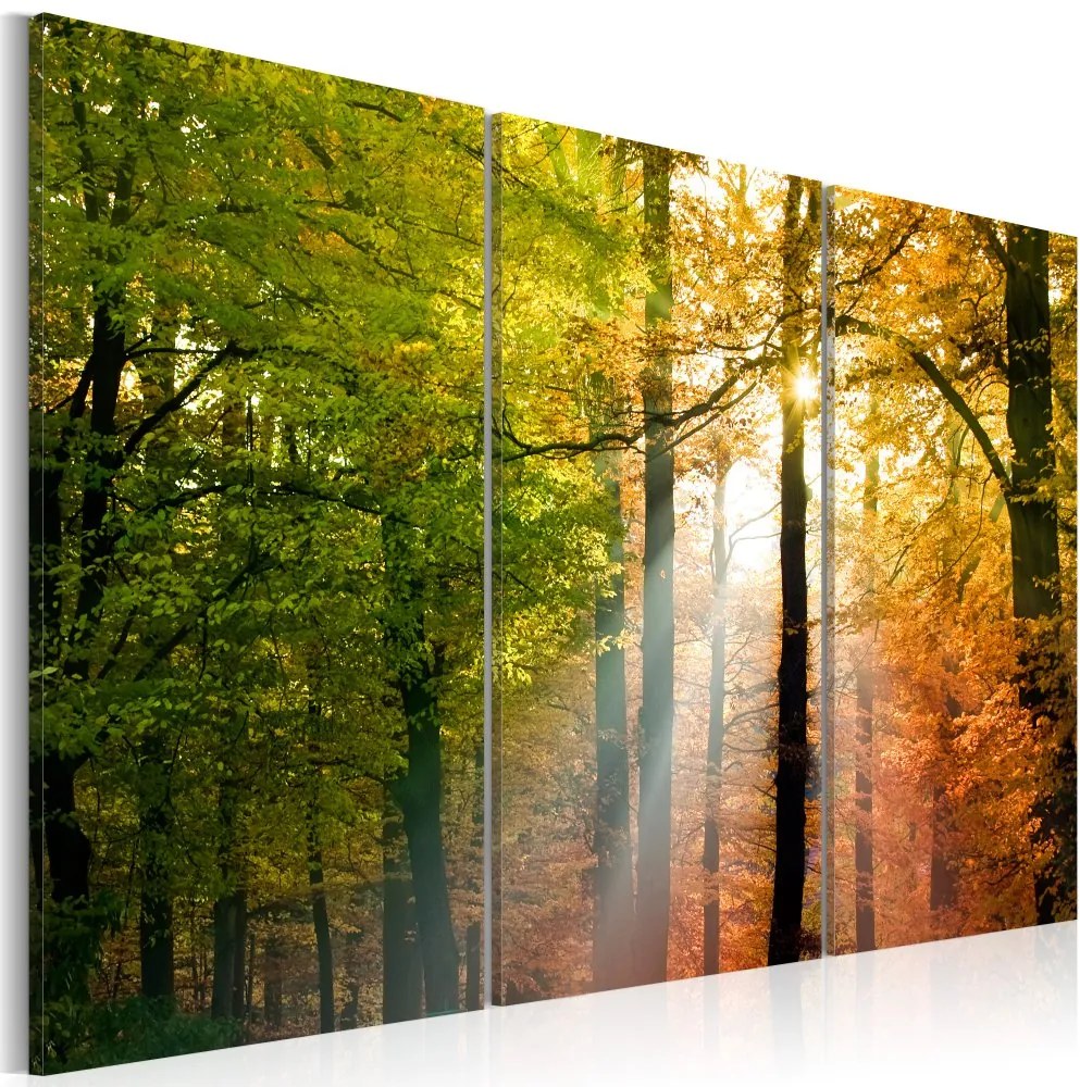 Obraz na plátně Bimago - Podzimní les 60x40 cm