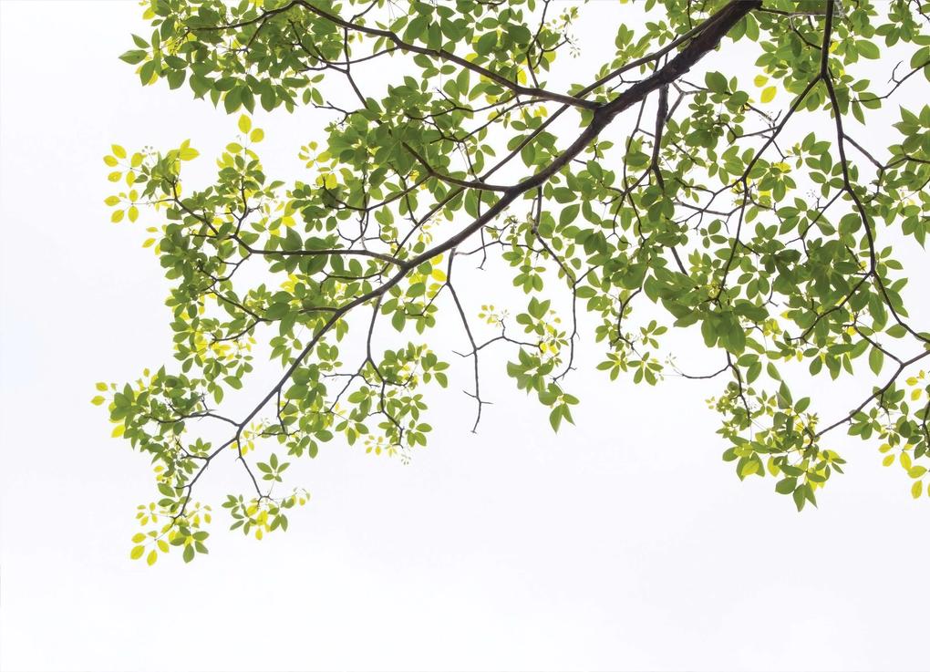 Malvis ® Tapeta větev stromu Vel. (šířka x výška): 432 x 290 cm