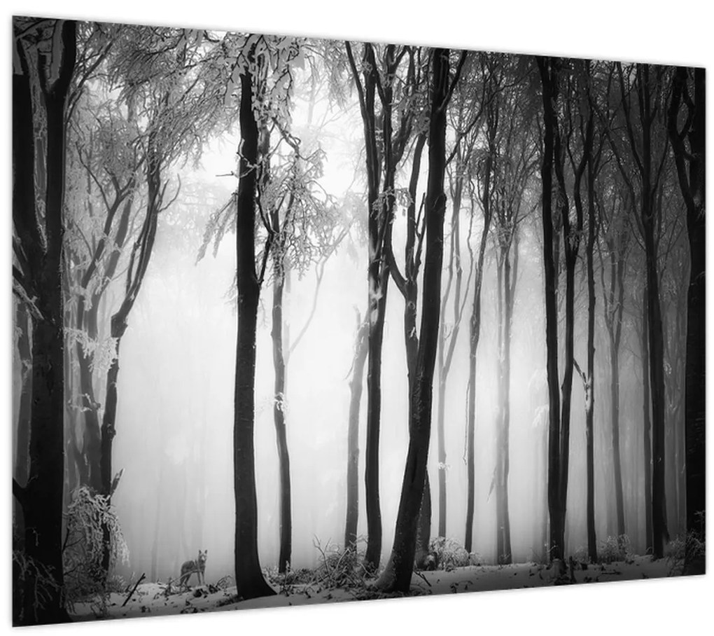 Skleněný obraz - Vlk v temném lese (70x50 cm)