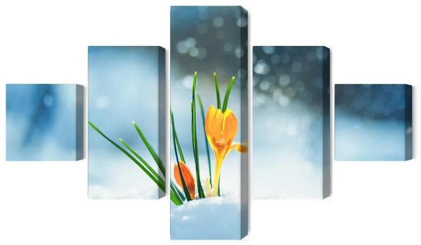 Vícedílný obraz Žluté Krokusy Prorážejí Sněhem Nedostatek Nedostatek Plátno Canvas 250x150
