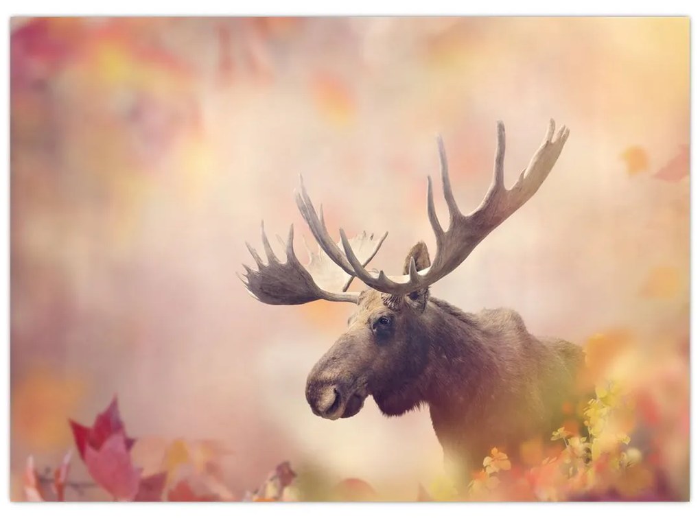 Skleněný obraz - Los v podzimním listí (70x50 cm)