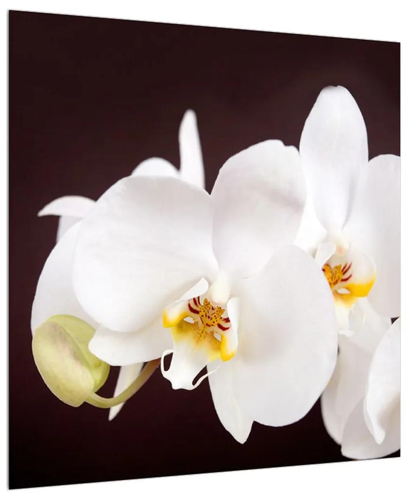 Obraz květů orchideje (50x50 cm)