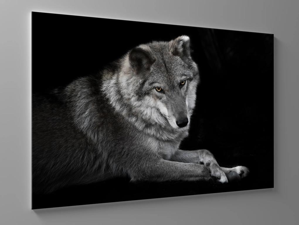Liox Černobílý obraz vlk Rozměr: 100 x 65 cm