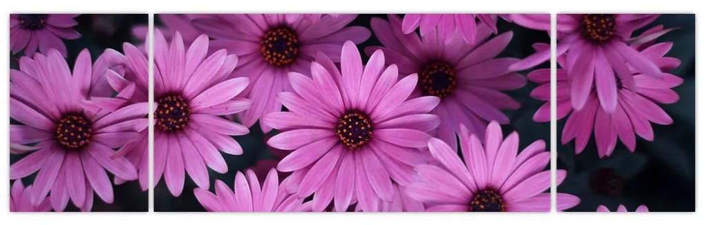 Obraz růžových květů (170x50 cm)
