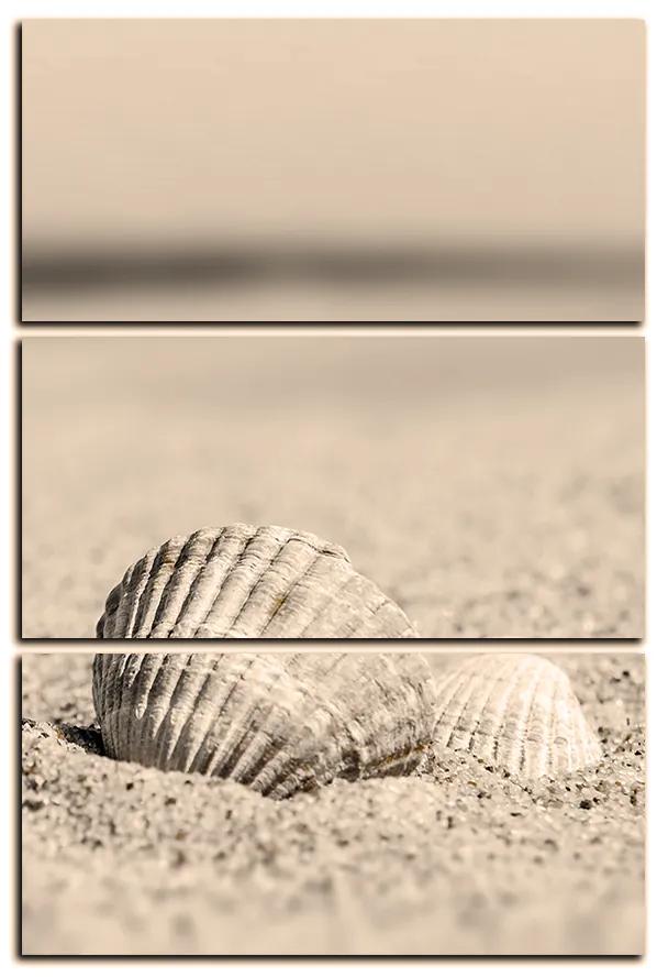Obraz na plátně - Moře a mušle - obdélník 7126FB (120x80 cm)