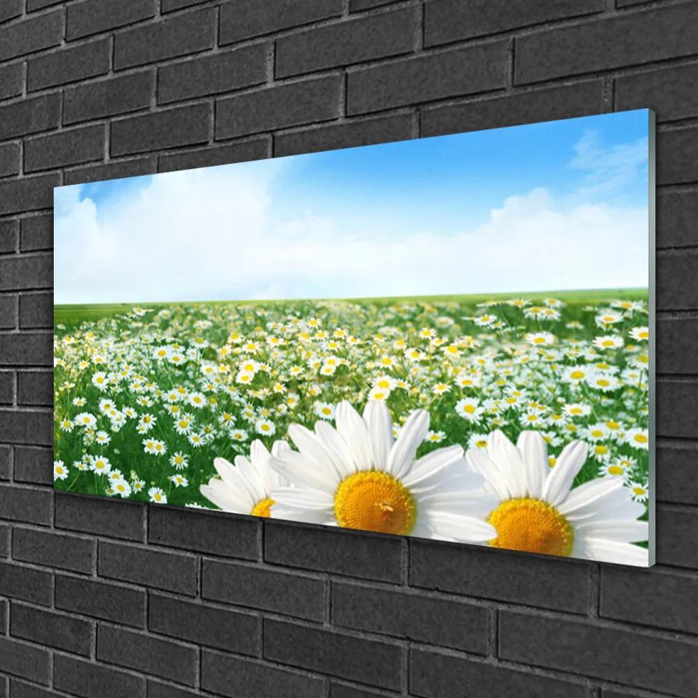 Obraz na skle Sedmikrásky Květiny Louka Pole 120x60 cm
