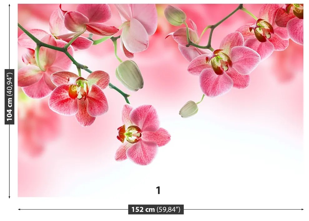 Fototapeta Tropické orchideje 104x70