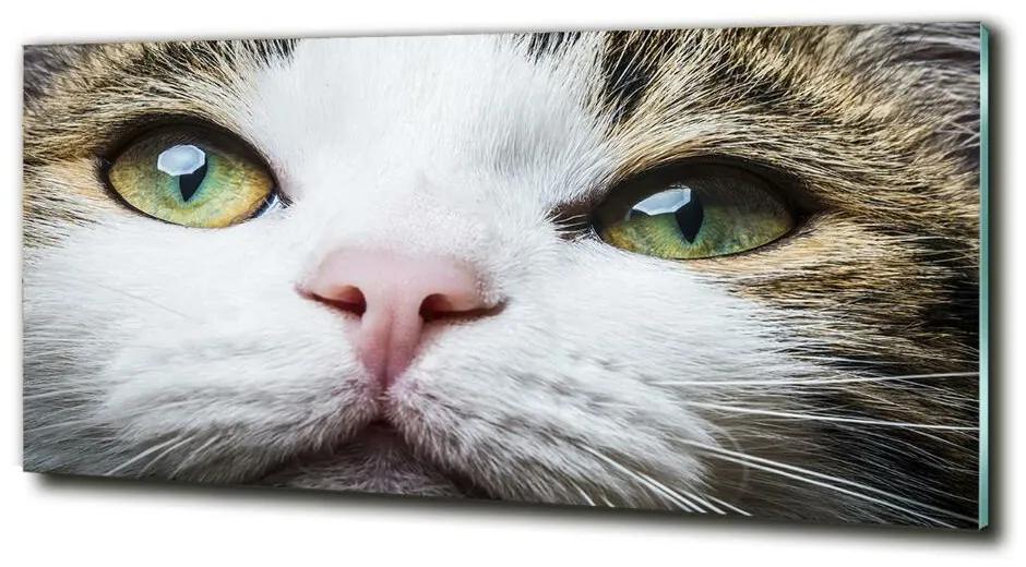 Wallmuralia Fotoobraz na skle Zelené kočičí oči 125x50 cm