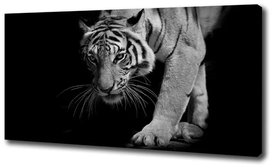 Wallmuralia Foto obraz na plátně Tygr 100x50