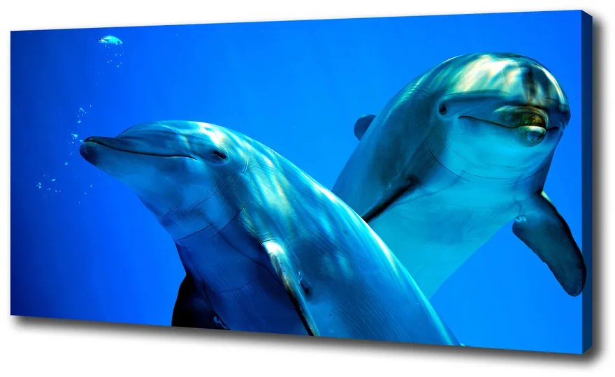 Wallmuralia Moderní fotoobraz canvas na rámu Dva delfíni 100x50 cm