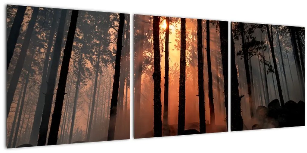 Obraz temného lesa (120x40 cm), 40 dalších rozměrů