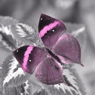 Obraz na skle - Motýl (10)
