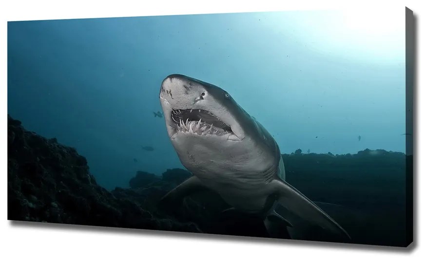 Wallmuralia Foto obraz na plátně Velký žralok 120x60 cm