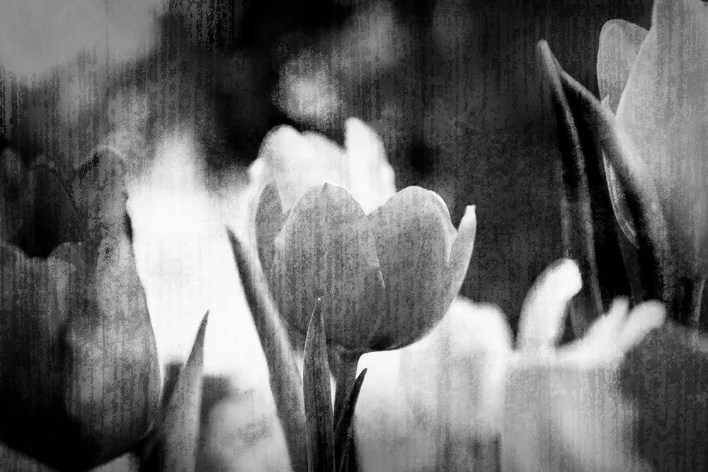 Samolepící tapeta černobílé tulipány v retro stylu - 375x250 cm