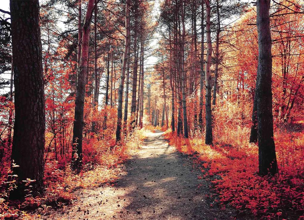 Malvis Tapeta červený podzim v lese Vel. (šířka x výška): 144 x 105 cm