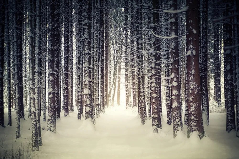 Fototapeta les zahalený sněhem - 300x200 cm