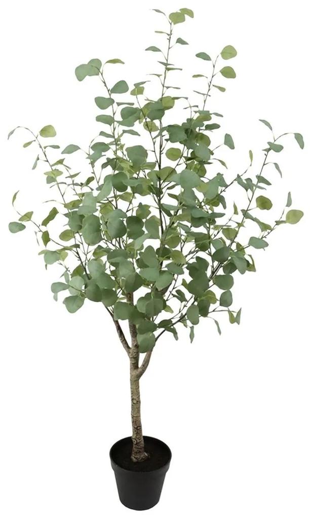Dekorativní rostlina Eukalyptus