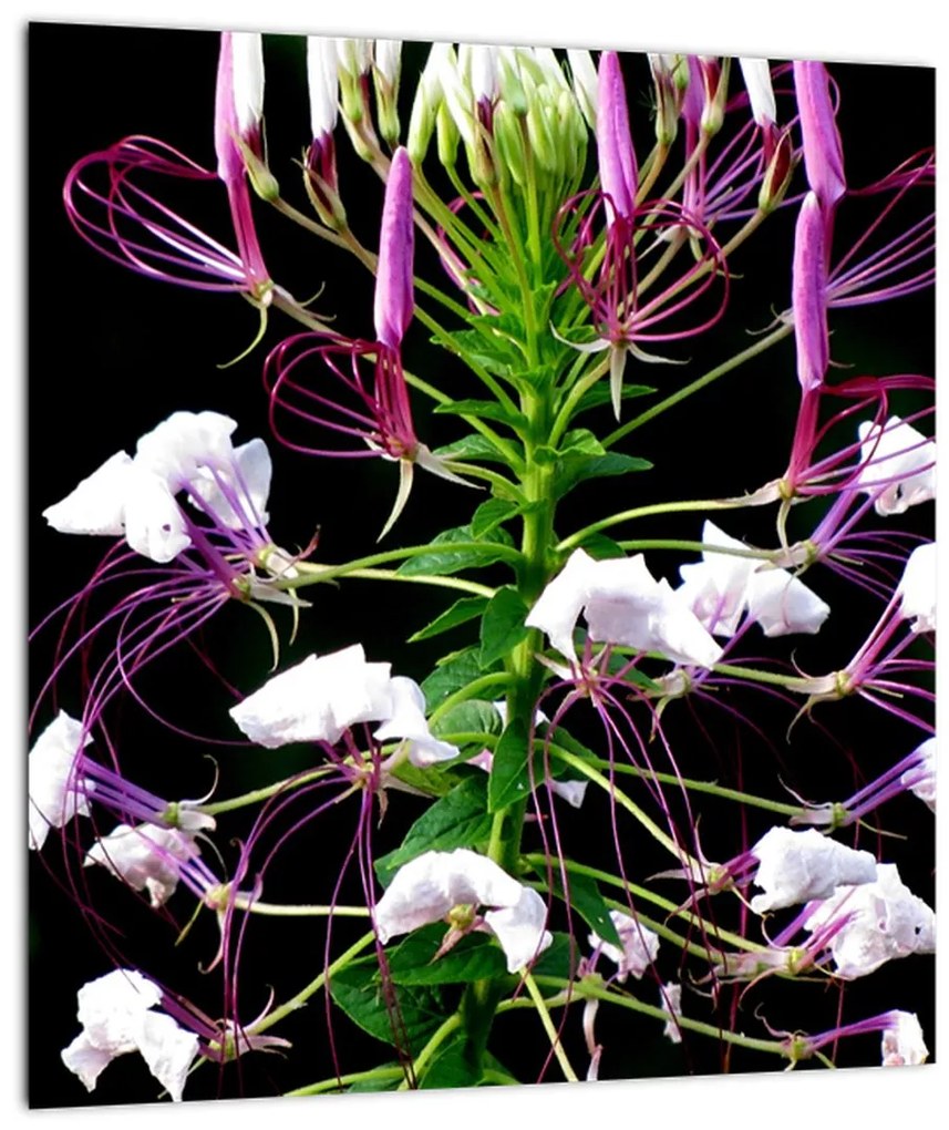 Obraz květiny (30x30 cm)