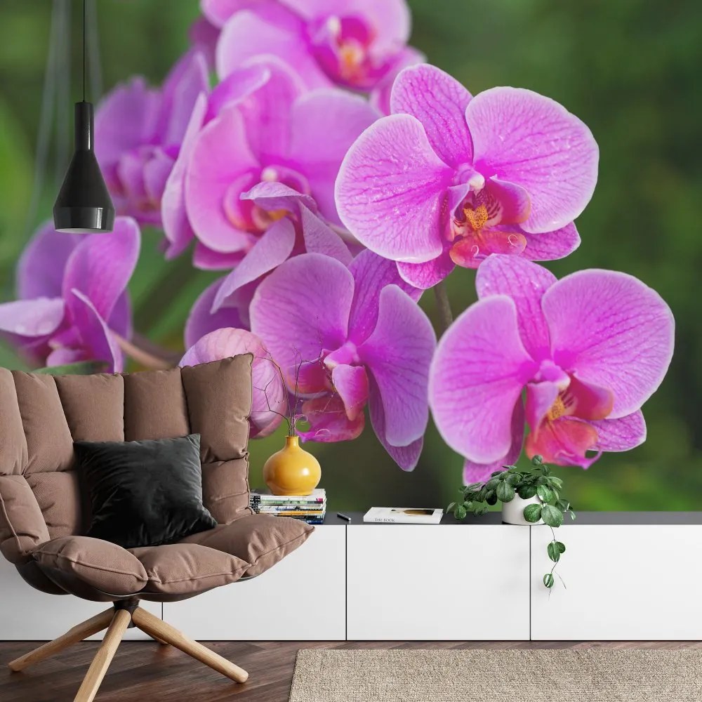 Fototapeta Orchid Blossoms 3D Omyvatelný vlies 368x254