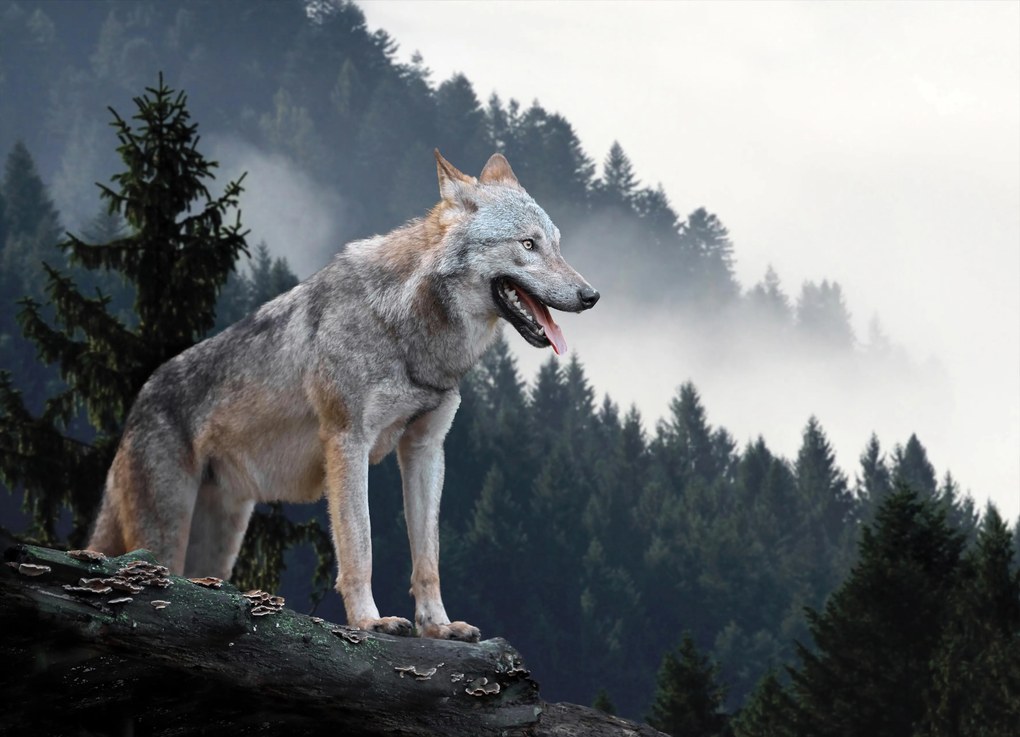 Malvis Tapeta Vlk v lese Vel. (šířka x výška): 216 x 140 cm