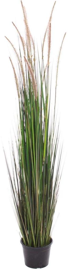ONION GRASS - krémová Výška: 122 cm