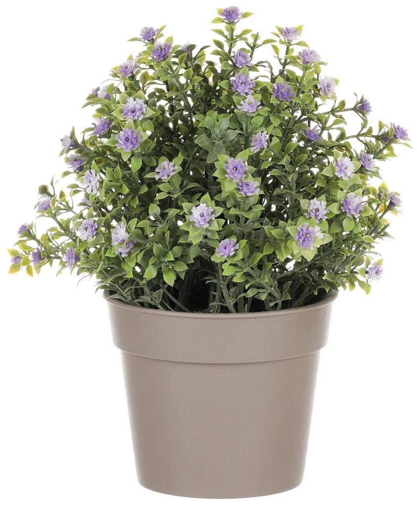Tráva kvetoucí v plastovém bílém obalu, barva fialová SG7333 PUR