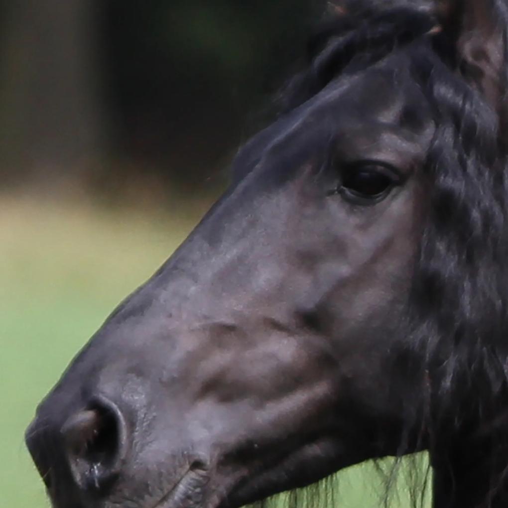 Malvis ® Tapeta Fríský kůň Vel. (šířka x výška): 360 x 260 cm