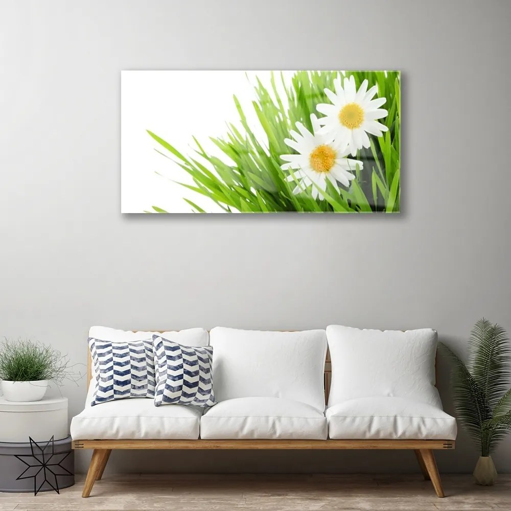 Obraz na skle Sedmikráska Květ Příroda 125x50 cm