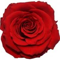 Hlavy růží - premium 4 ks Red - červená