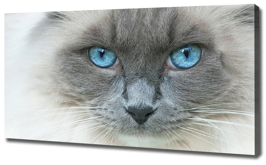 Wallmuralia Moderní fotoobraz canvas na rámu Kočka modré oči 120x60 cm