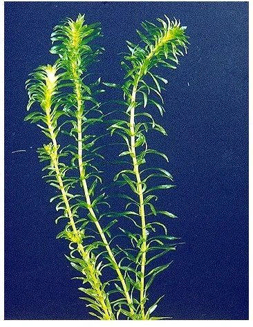 Egeria densa