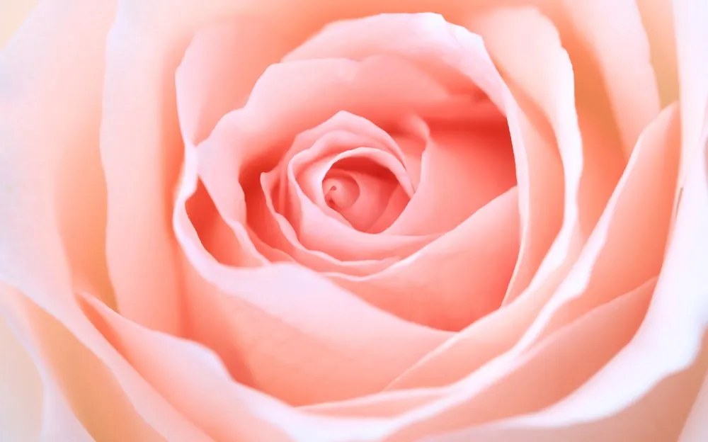 Vícedílný obraz Pastelová Růže Na 3D Makro Měřítku Nedostatek Nedostatek Plátno Canvas 120x75