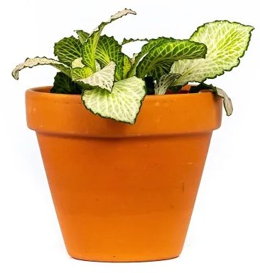 Fittonia mix, průměr 9 cm
