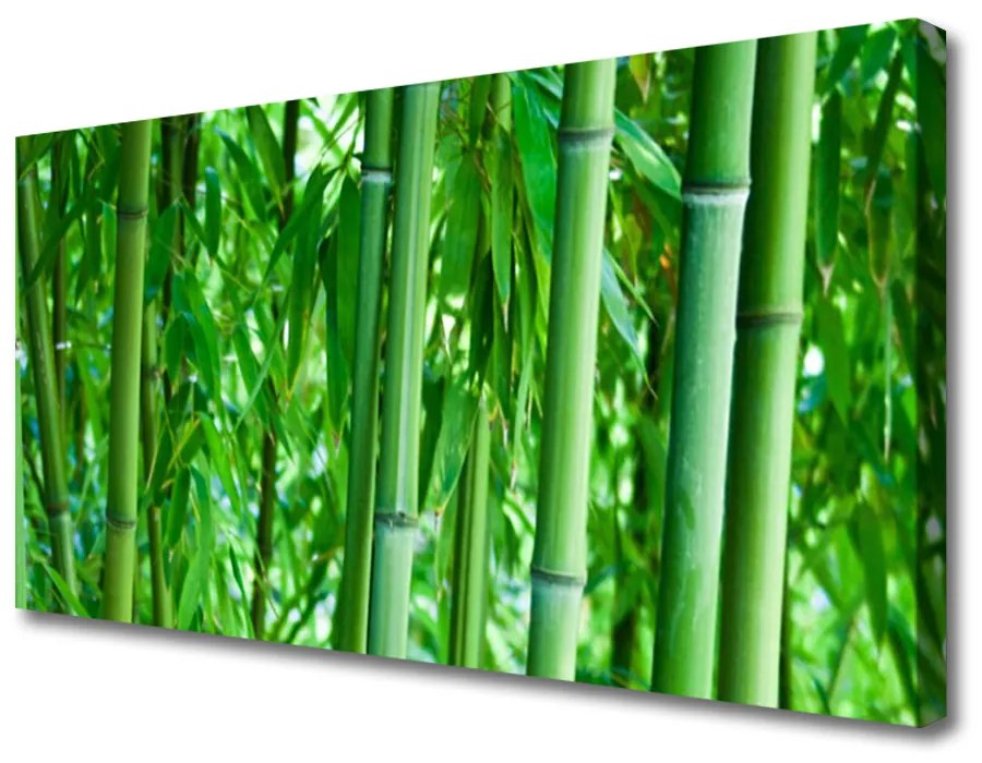 Obraz na plátně Bambus Stonek Rostlina 100x50cm